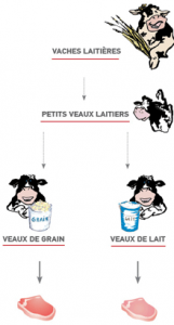 Coup d'oeil - Bovins