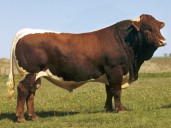 Principales races - Bovins