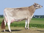 Main breeds - Bovins