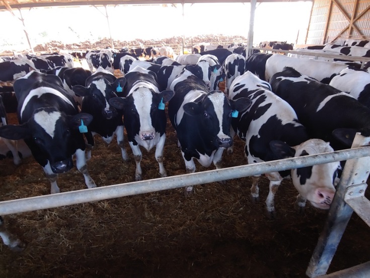 Infolettre - La Minute bovine - Juin 2020 - Bovins