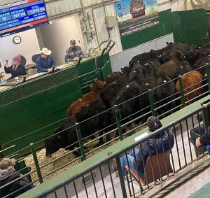 Encans spécialisés - Bovins