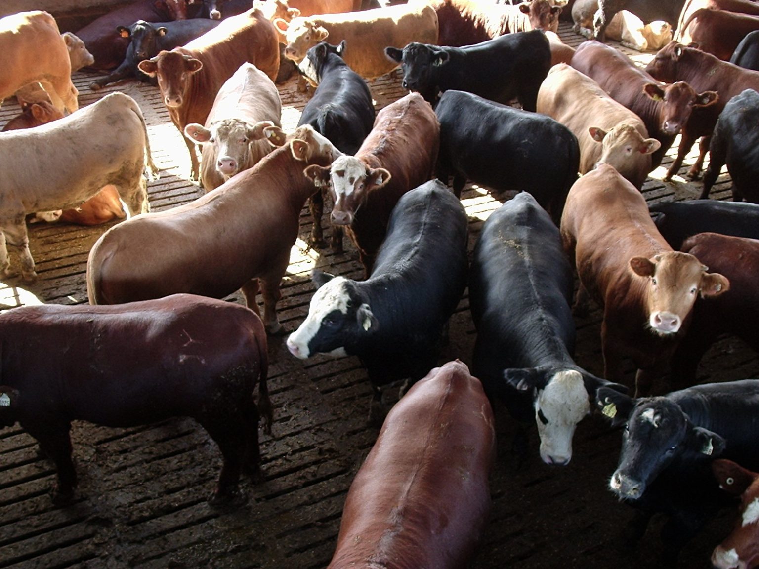 La Minute Bovine : janvier 2025 - Bovins